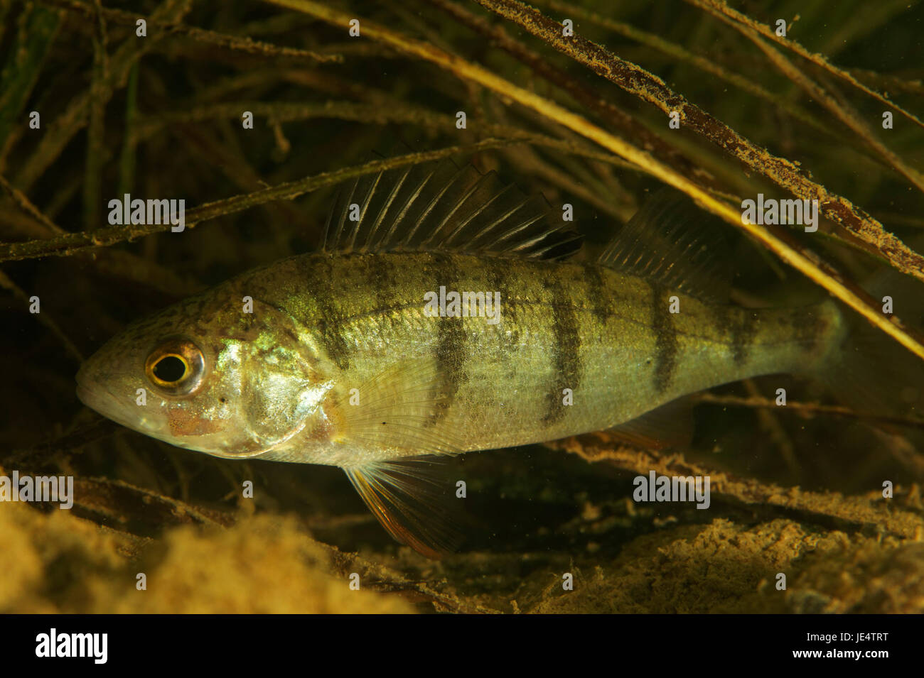 Redfin perch hi-res stock photography and images - Alamy