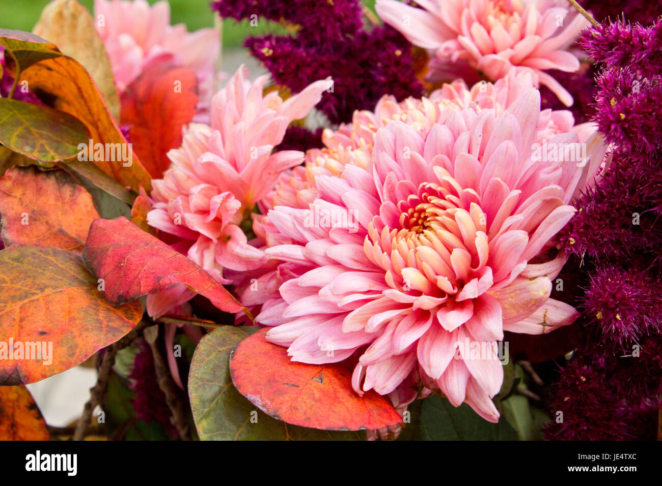 Chrysanthemus hi-res stock photography and images - Alamy
