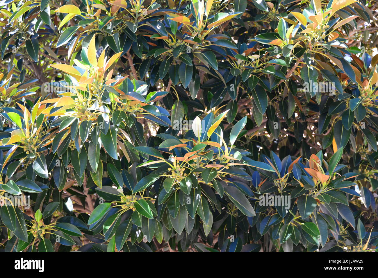 spring flowers - fresh shoots Stock Photo - Alamy