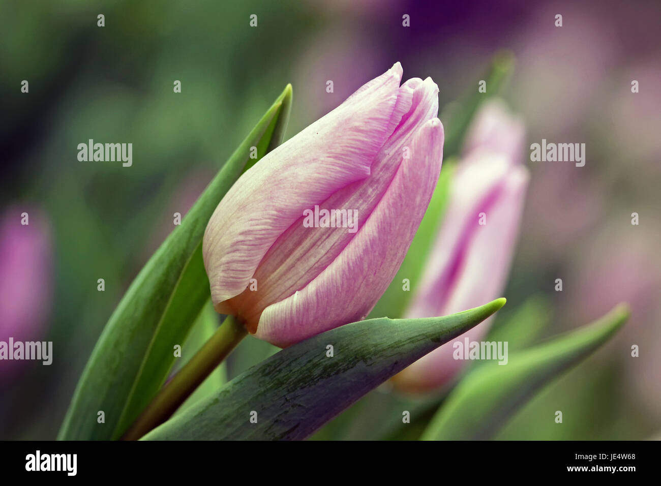 early tulip candy prince Stock Photo - Alamy
