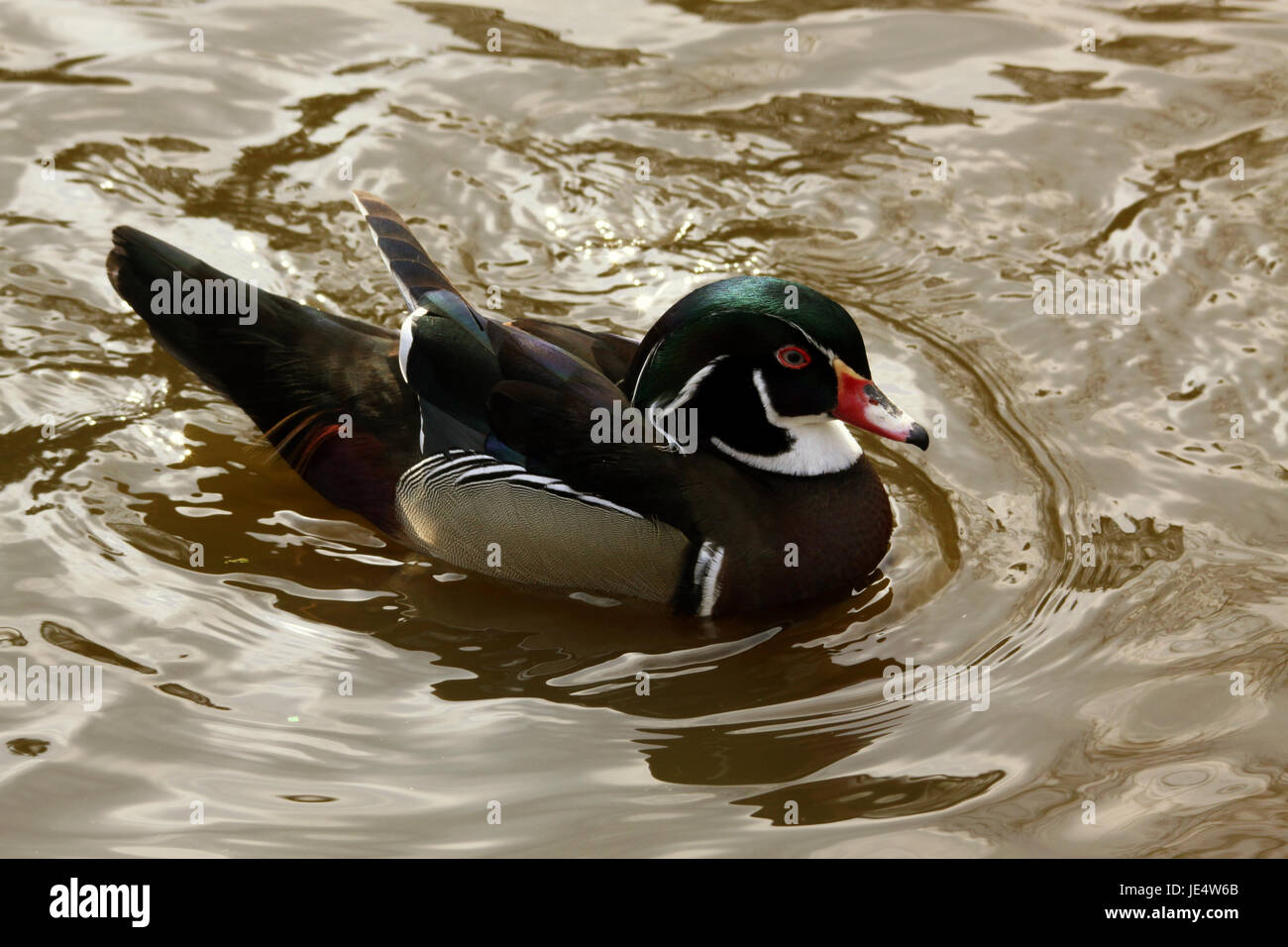 bride drake aix sponsa Stock Photo - Alamy