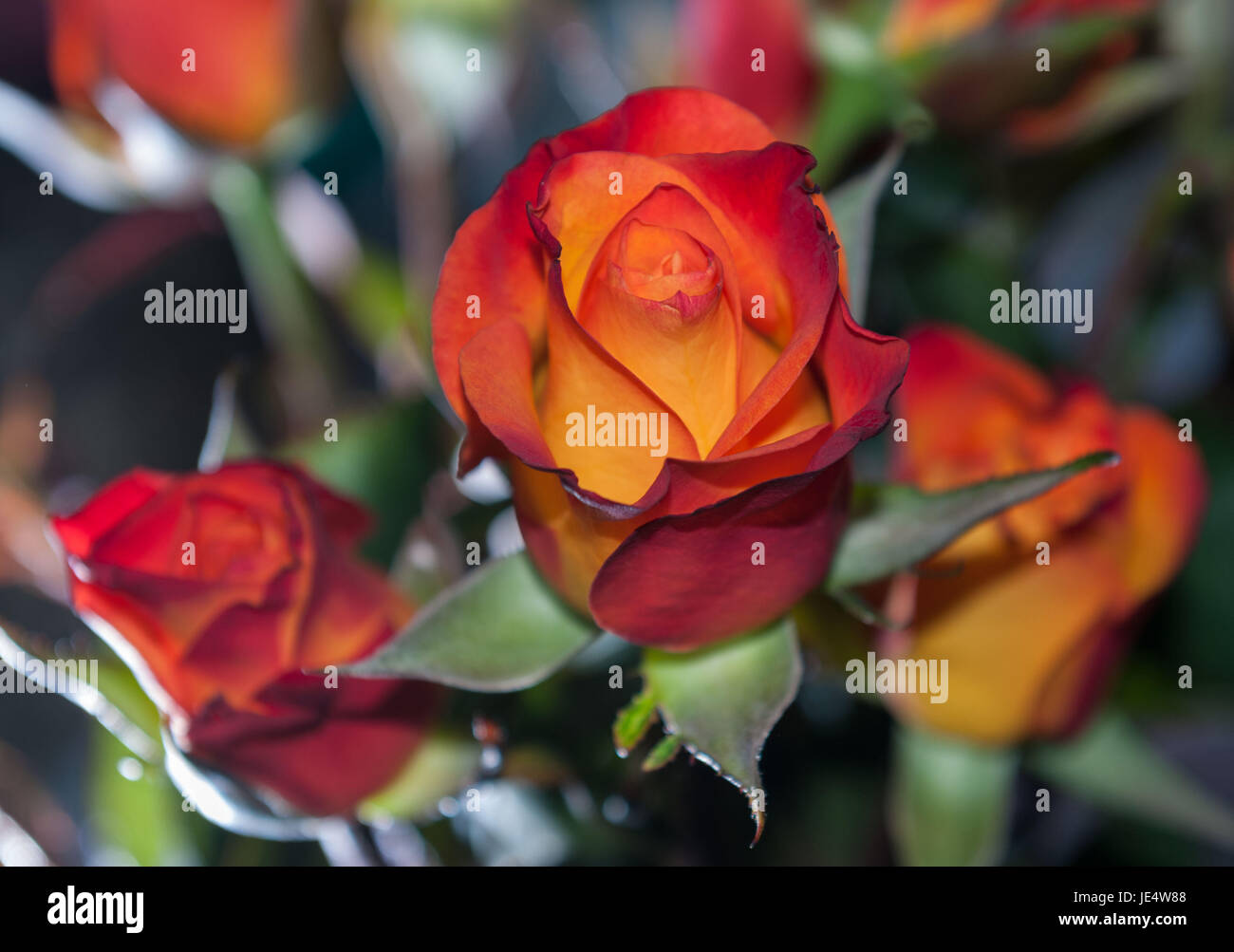 Rose Strauss High Resolution Stock Photography and Images - Alamy