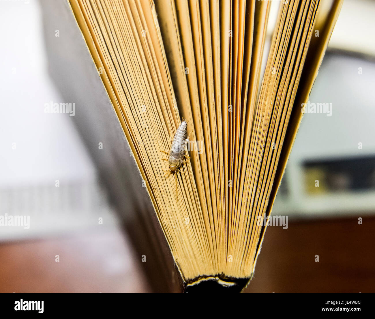 Insect feeding on paper - silverfish. Pest books and newspapers ...