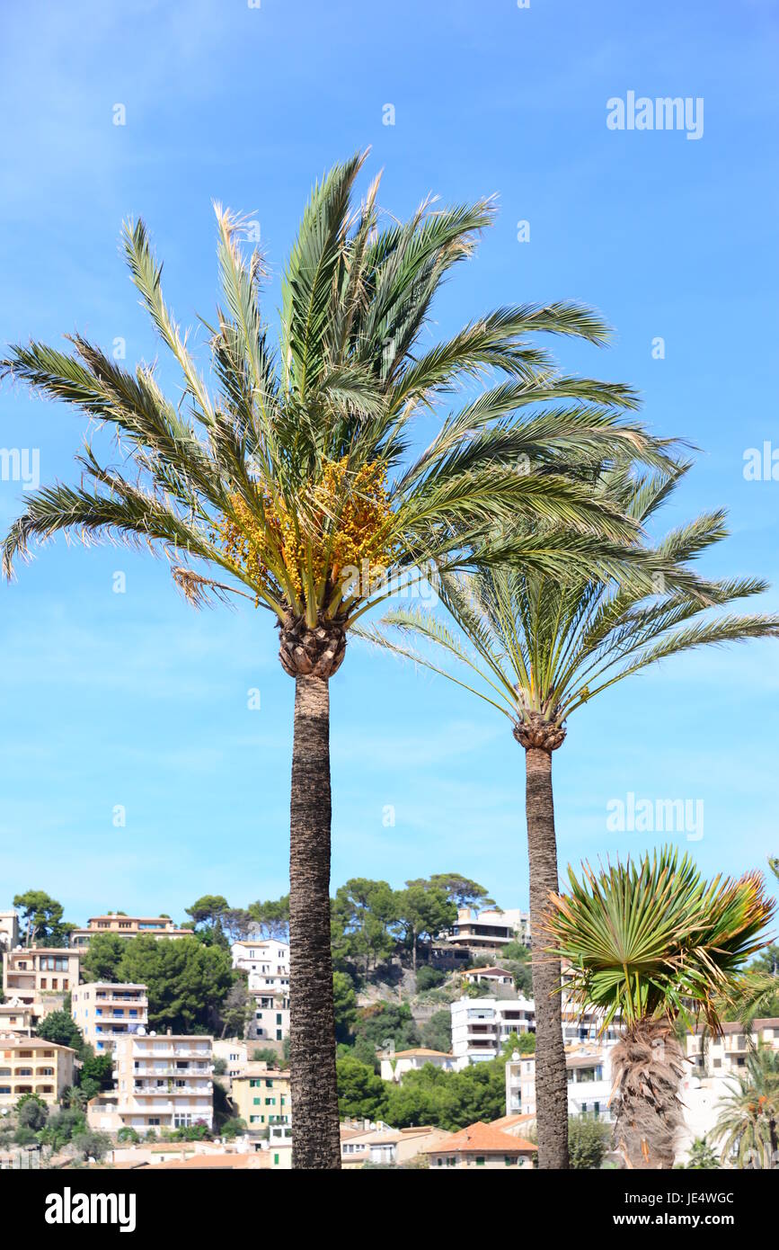 palms in mallorca - soller - spain - balearic Stock Photo - Alamy