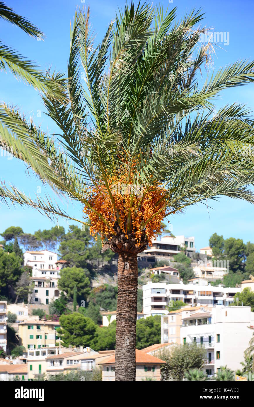 palms in mallorca - soller - spain - balearic Stock Photo - Alamy