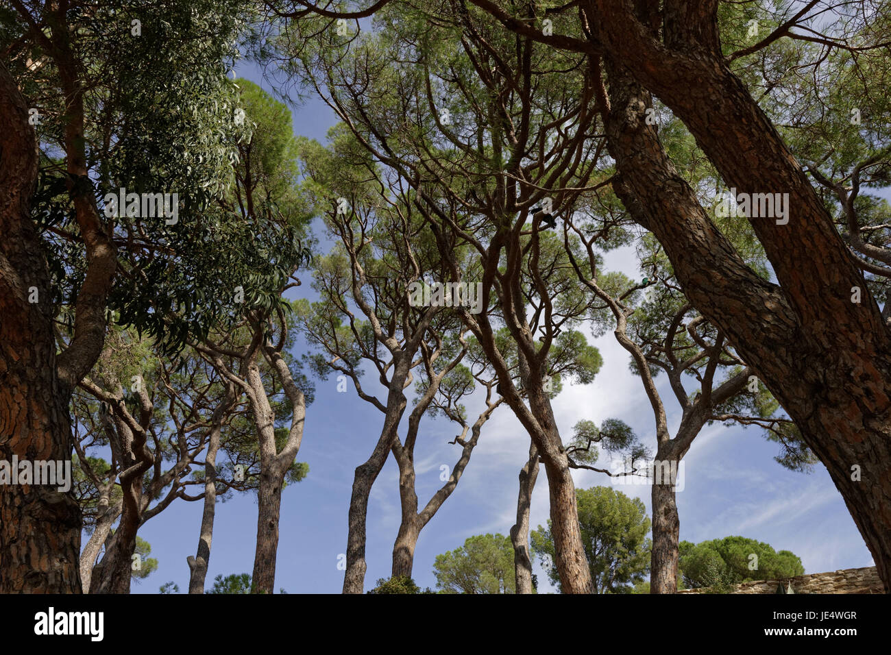 Pine shaped hi-res stock photography and images - Alamy