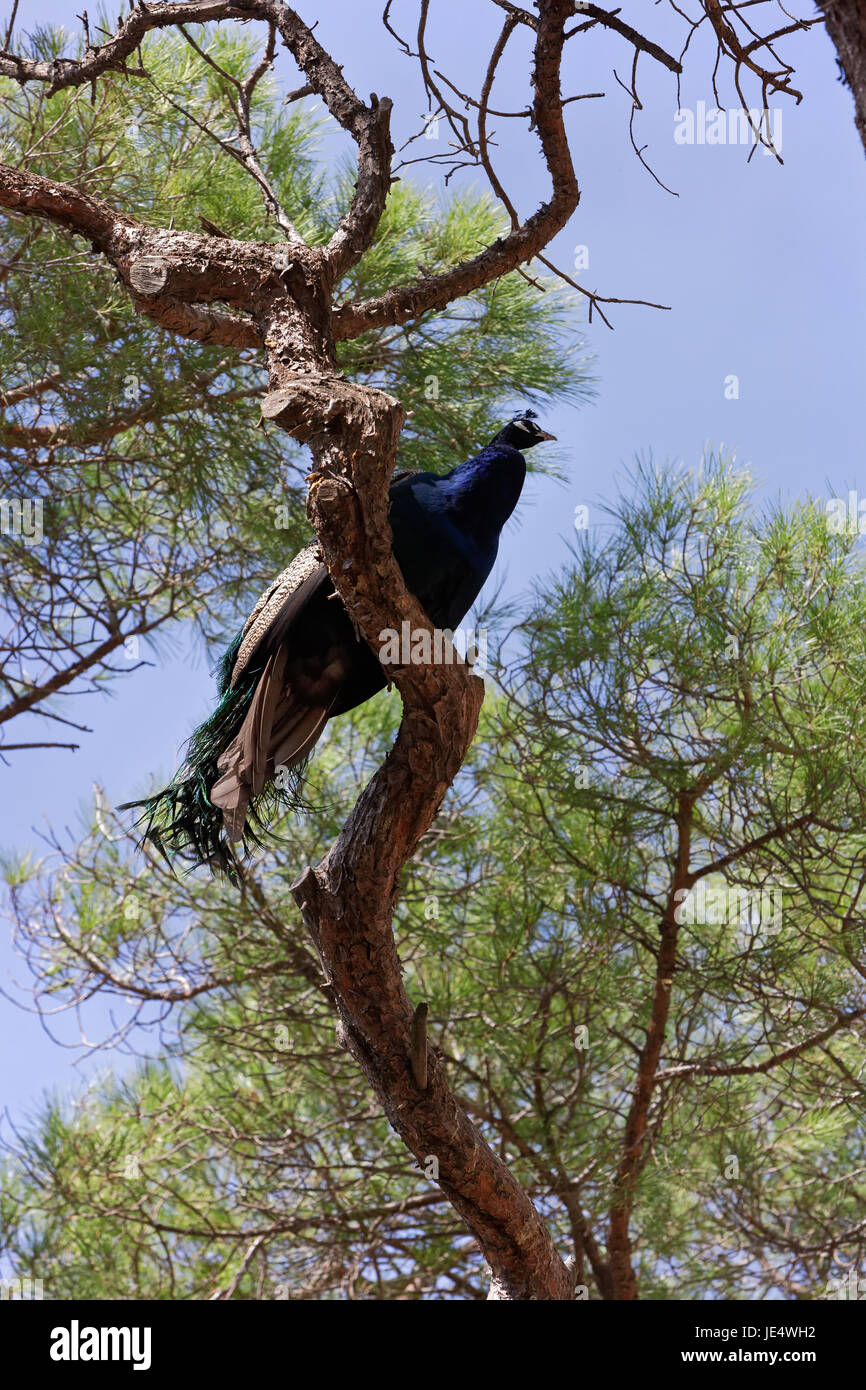 Peacock shaped hi-res stock photography and images - Alamy