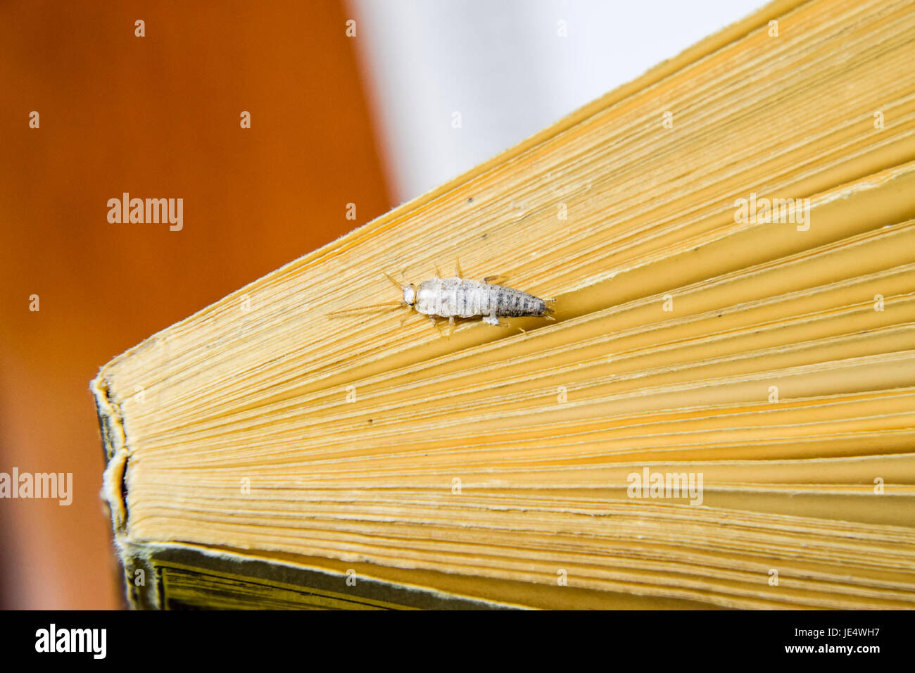 Insect feeding on paper - silverfish. Pest books and newspapers ...