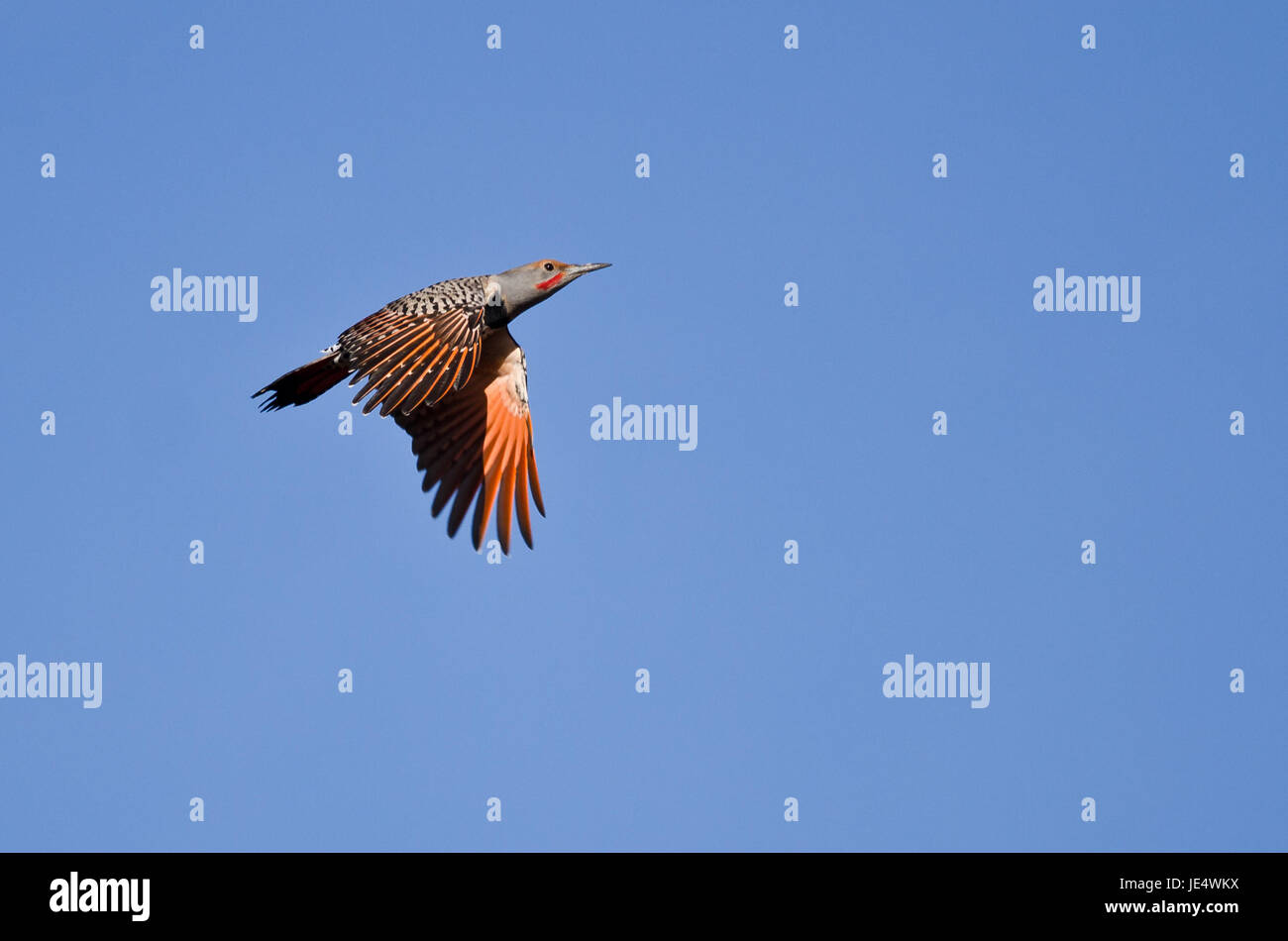 Northern Flicker Flying in a Blue Sky Stock Photo - Alamy