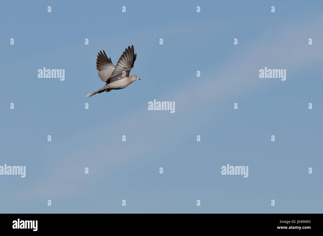 Eurasian Collared-Dove Flying in a Blue Sky Stock Photo - Alamy