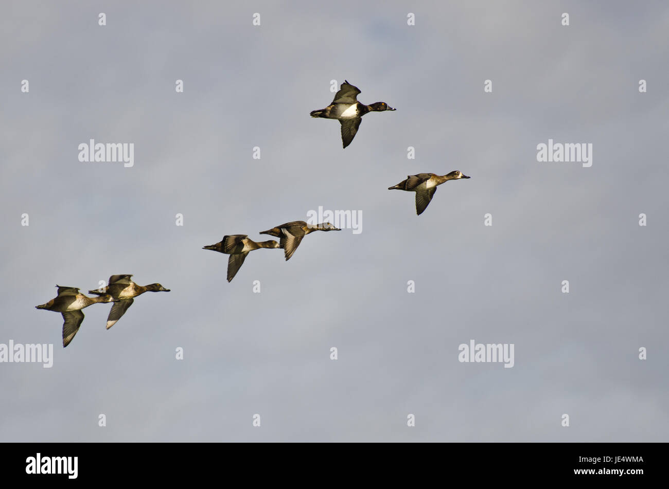 Flock of Ring-Necked Ducks Flying in a Cloudy Sky Stock Photo - Alamy