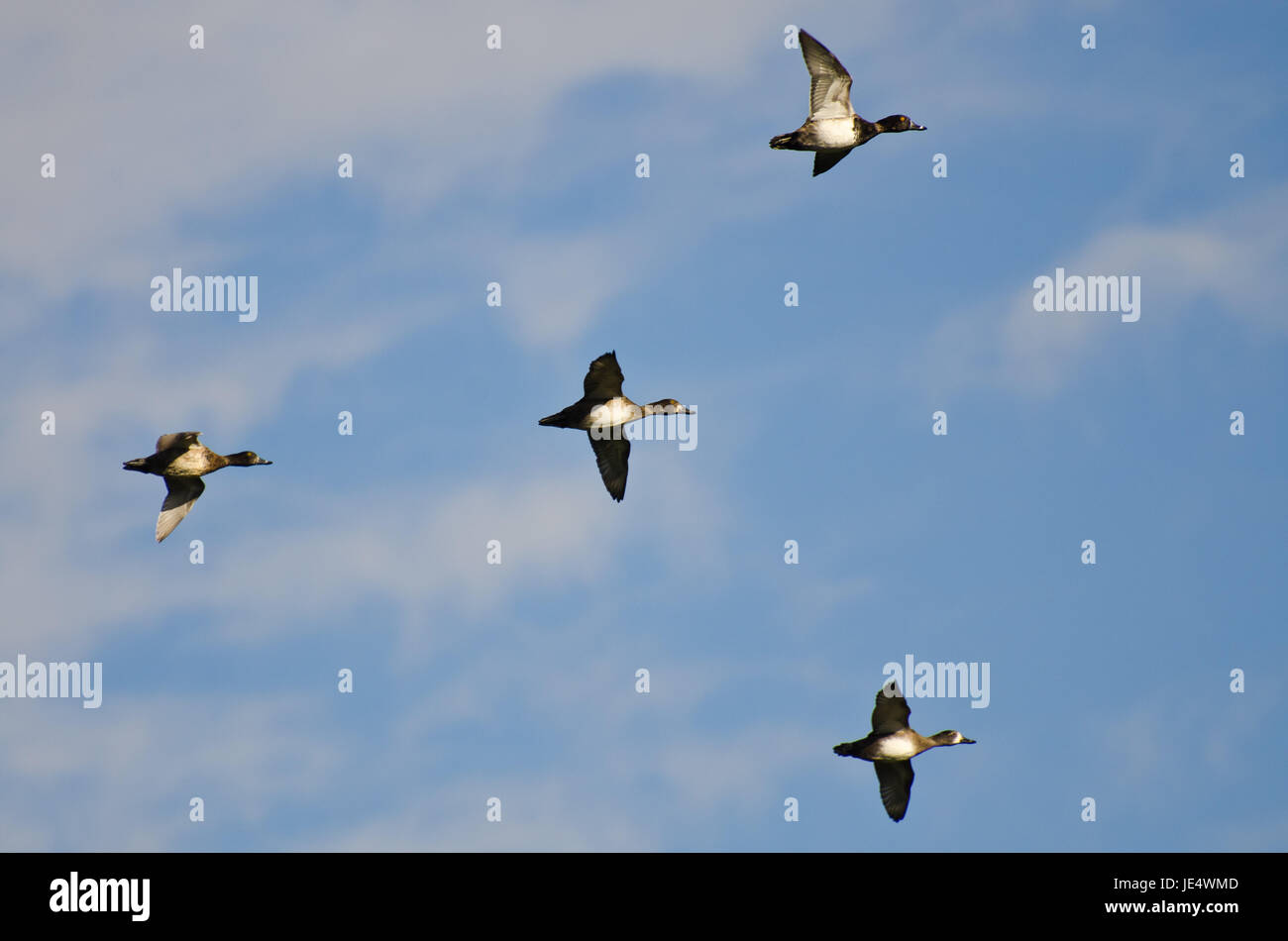 Flying ring necked duck hi-res stock photography and images - Alamy