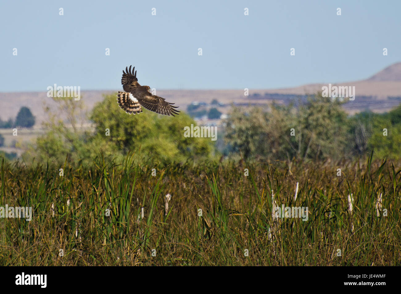 Northern Harrier Hunting on the Wing Stock Photo - Alamy