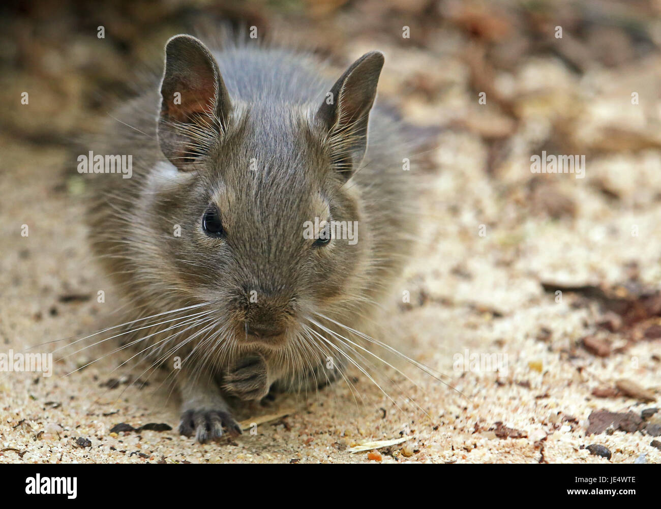 Octodon hi-res stock photography and images - Alamy