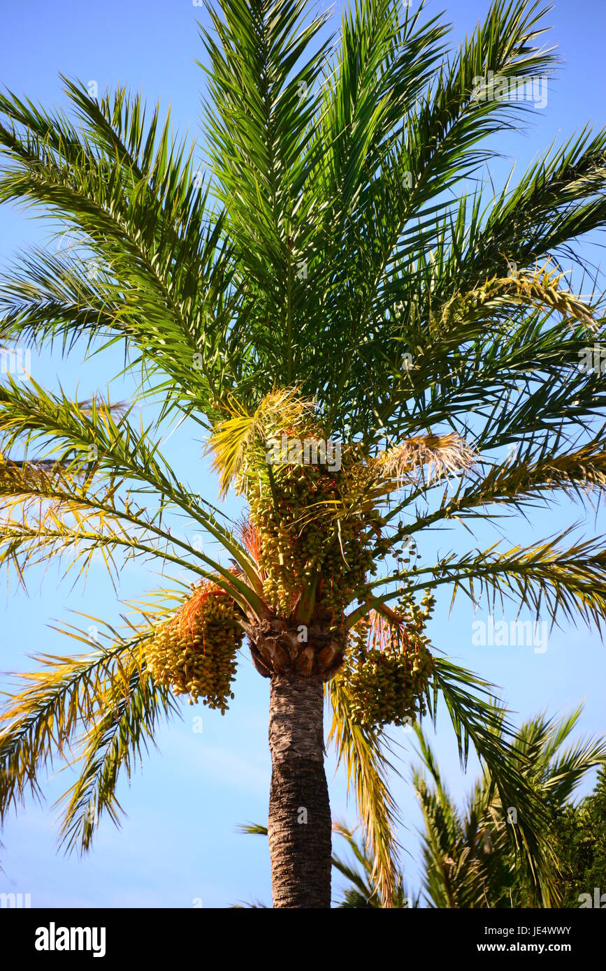 date palm in spain Stock Photo - Alamy
