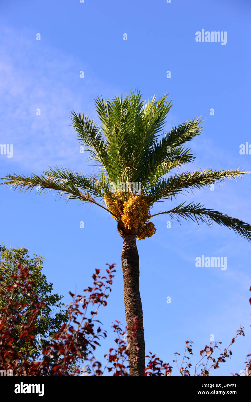date palm in spain Stock Photo - Alamy