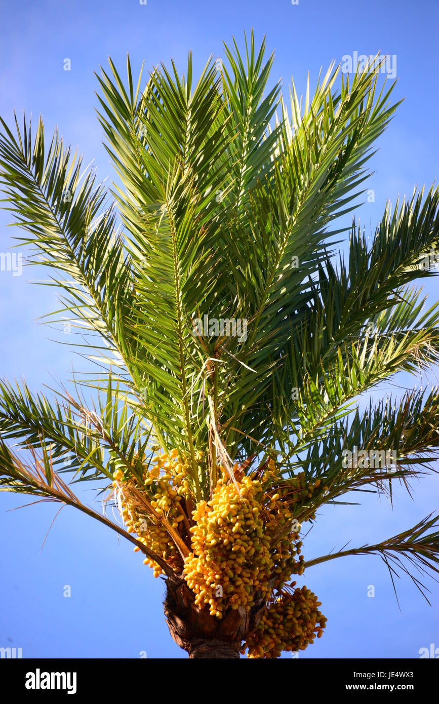 date palm in spain Stock Photo - Alamy