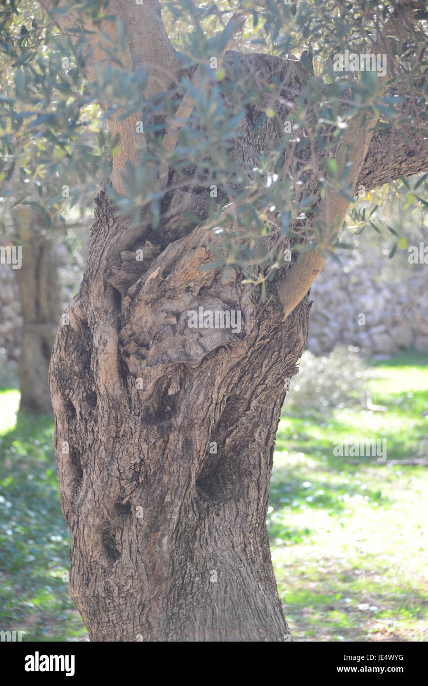 olive tree trunk - olive - majorca - spain Stock Photo - Alamy