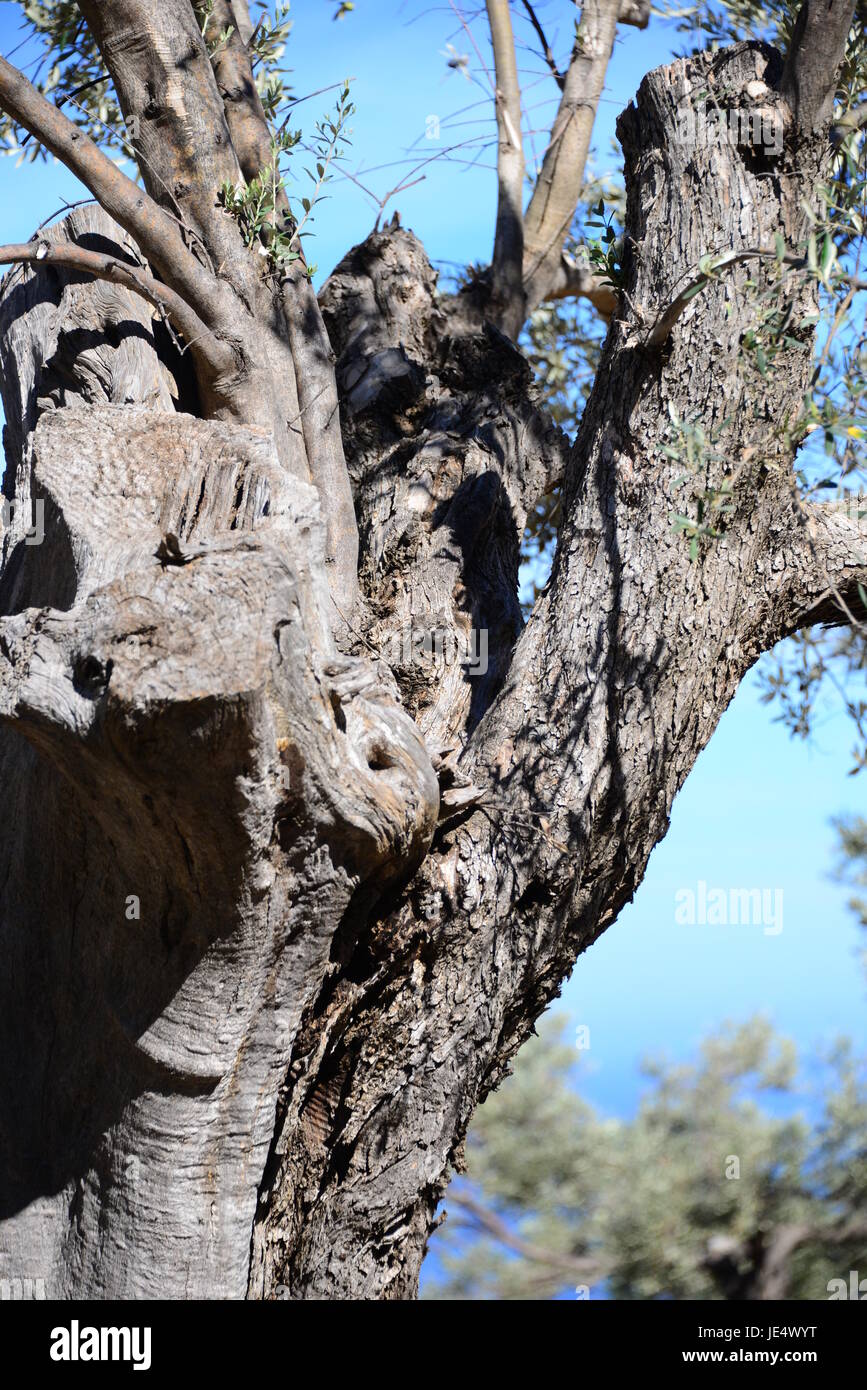 olive tree trunk - majorca - spain Stock Photo - Alamy