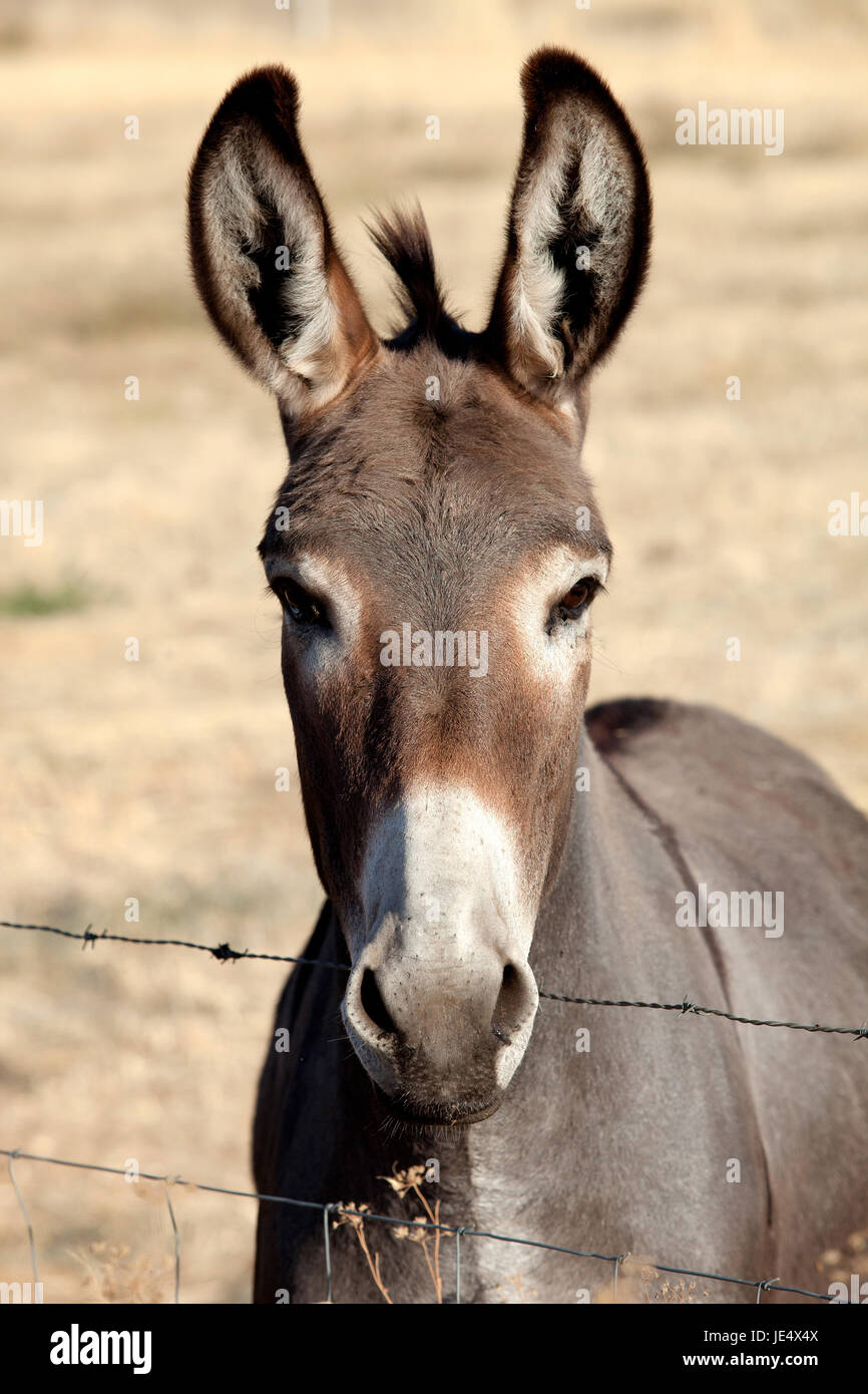Funny donkey looking at camera behind a fence Stock Photo - Alamy