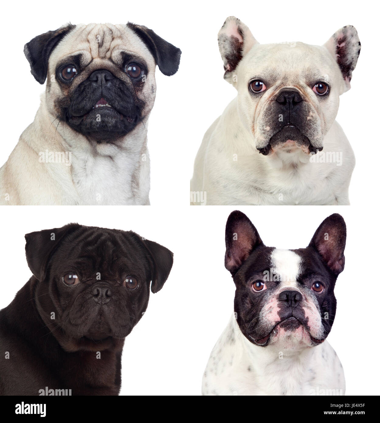 Four portraits pug dogs isolated on white background Stock Photo - Alamy