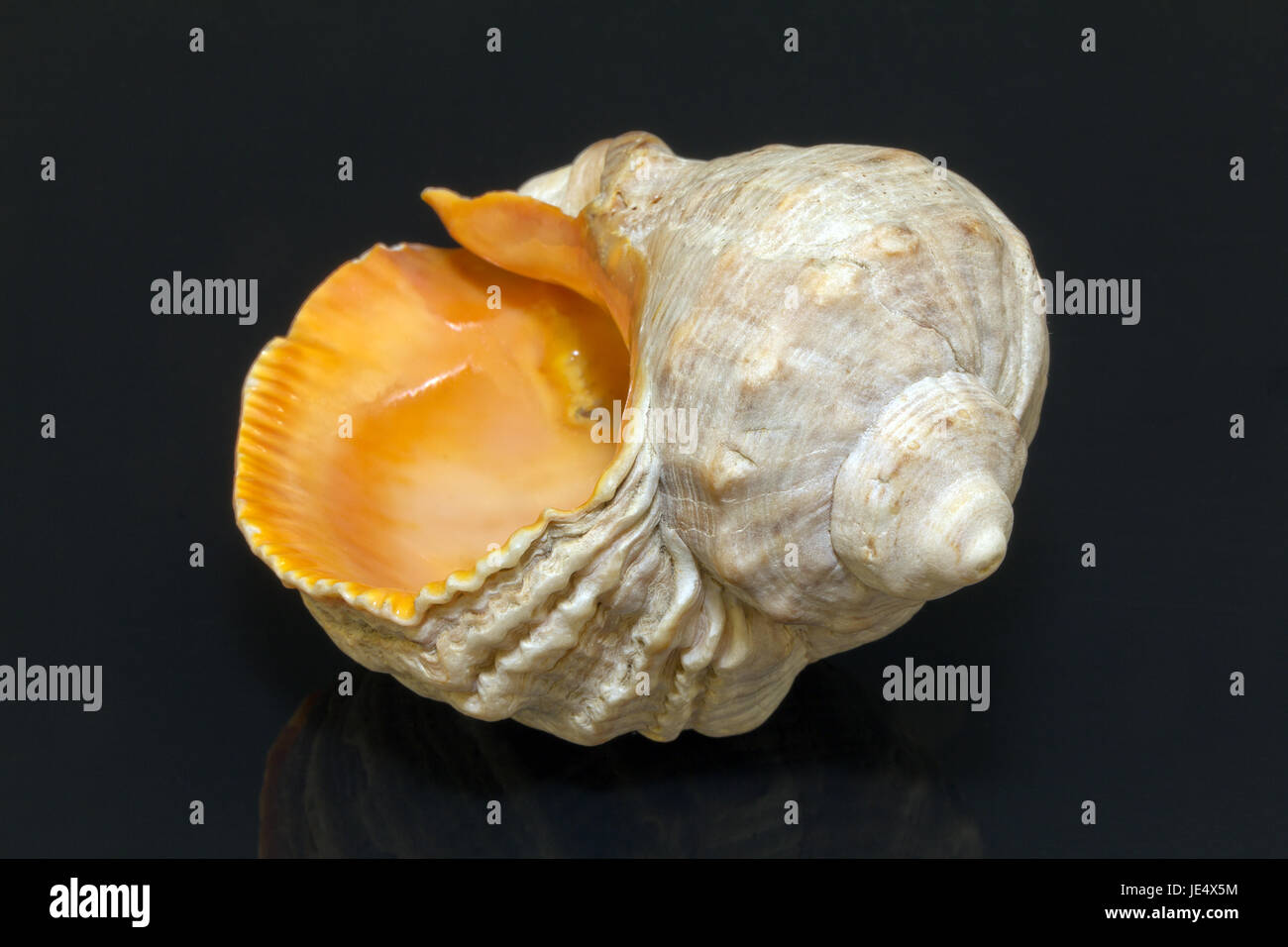 single seashell isolated on black background Stock Photo - Alamy
