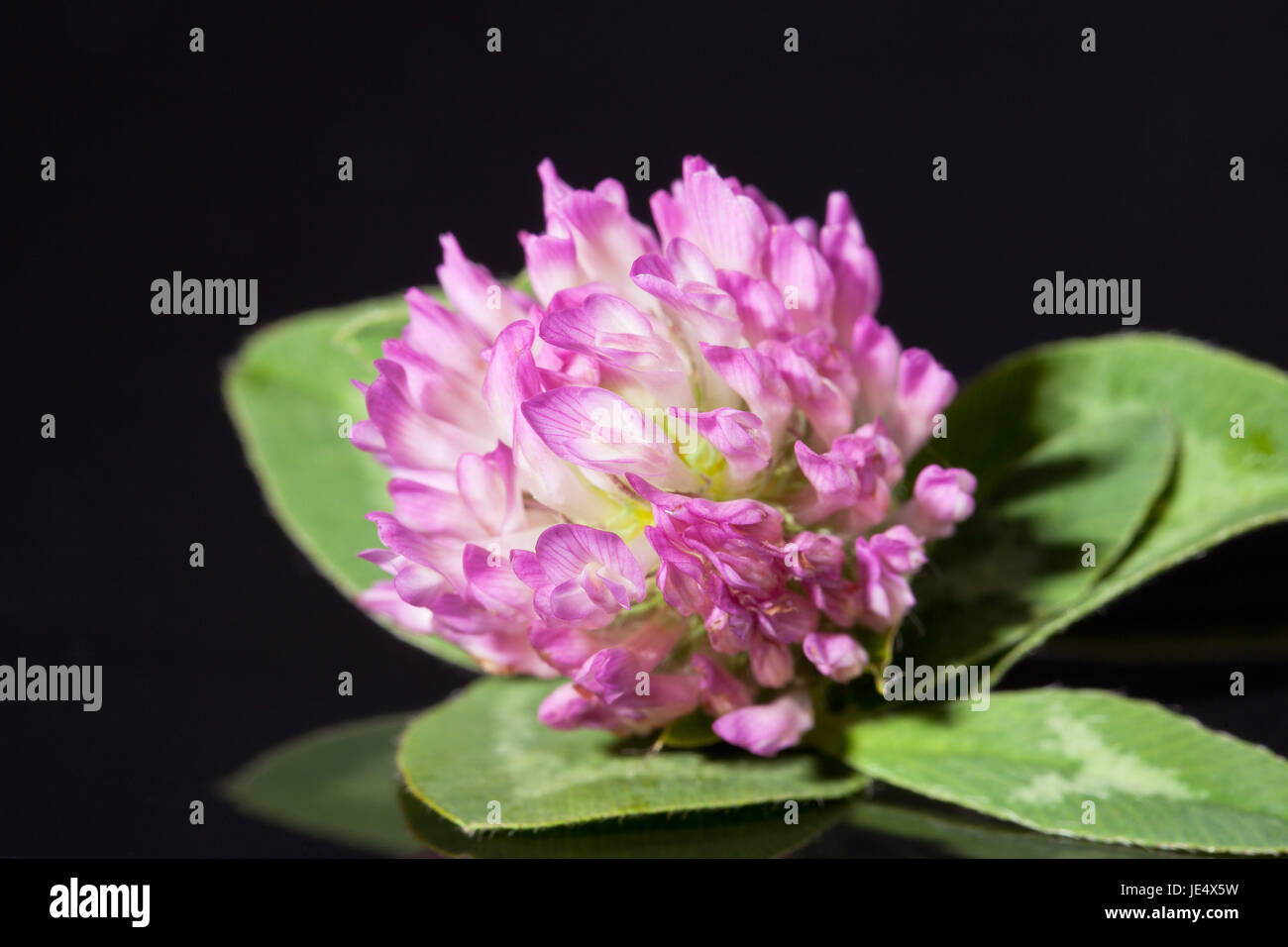 single flower of pink clower isolated on black background - macro Stock ...