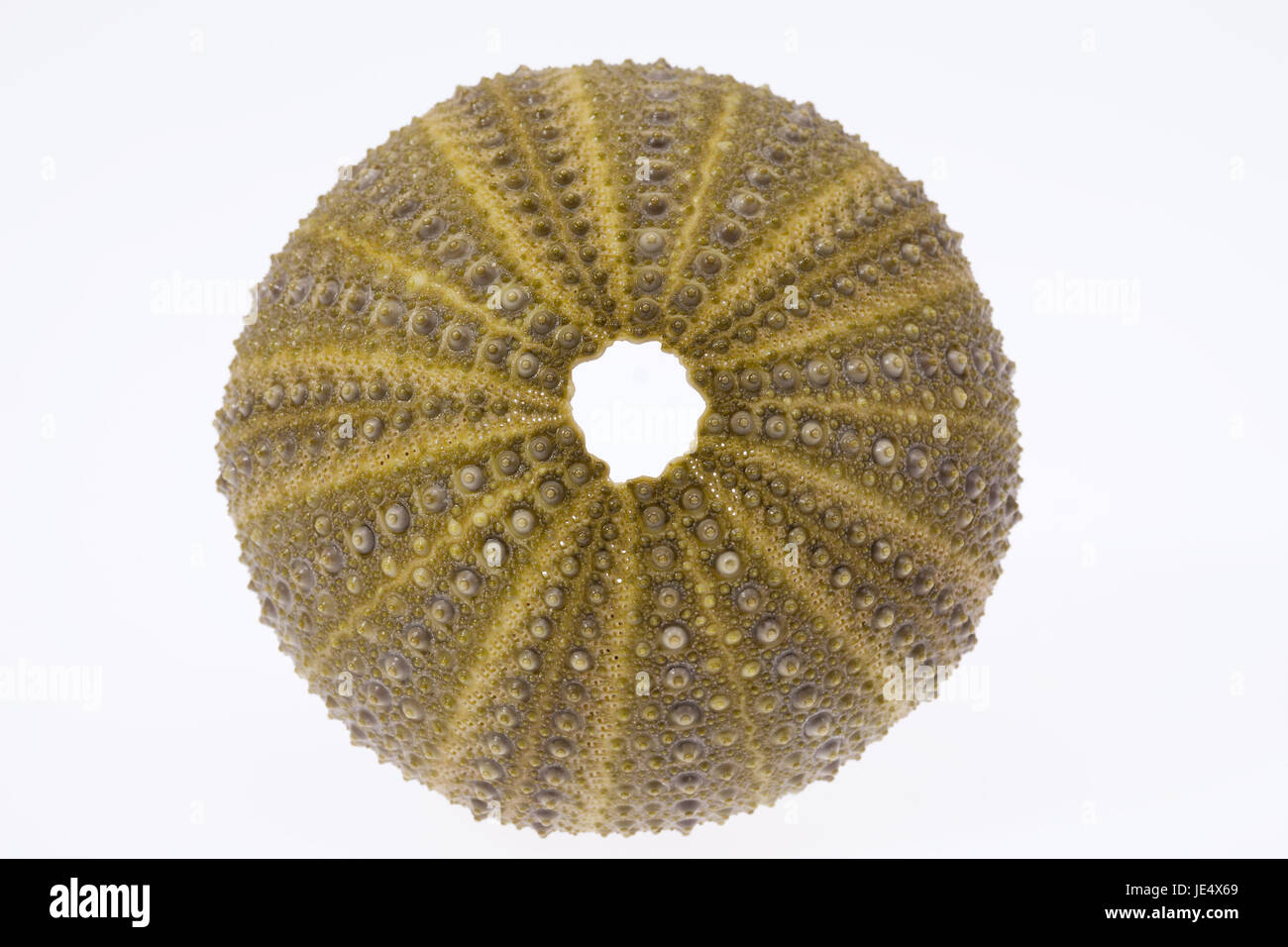 skeleton of sea shell green echinoidea isolated on white background ...