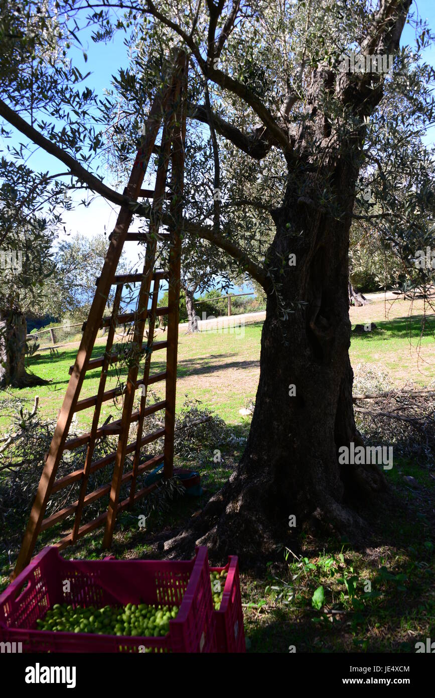 Olivenernte mallorca hi-res stock photography and images - Alamy