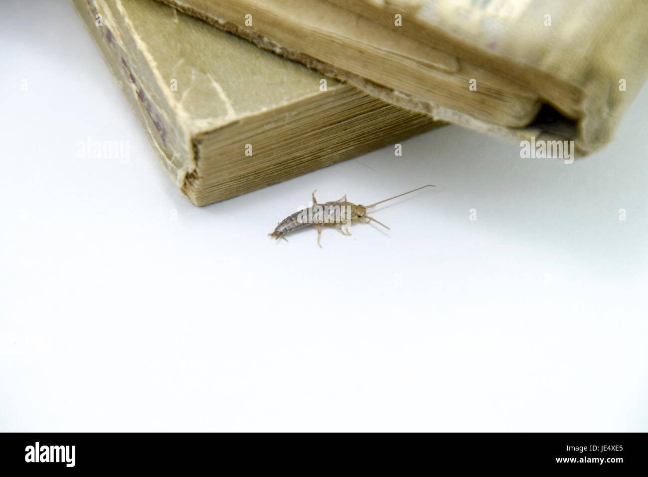 Insect feeding on paper - silverfish. Pest books and newspapers Stock ...
