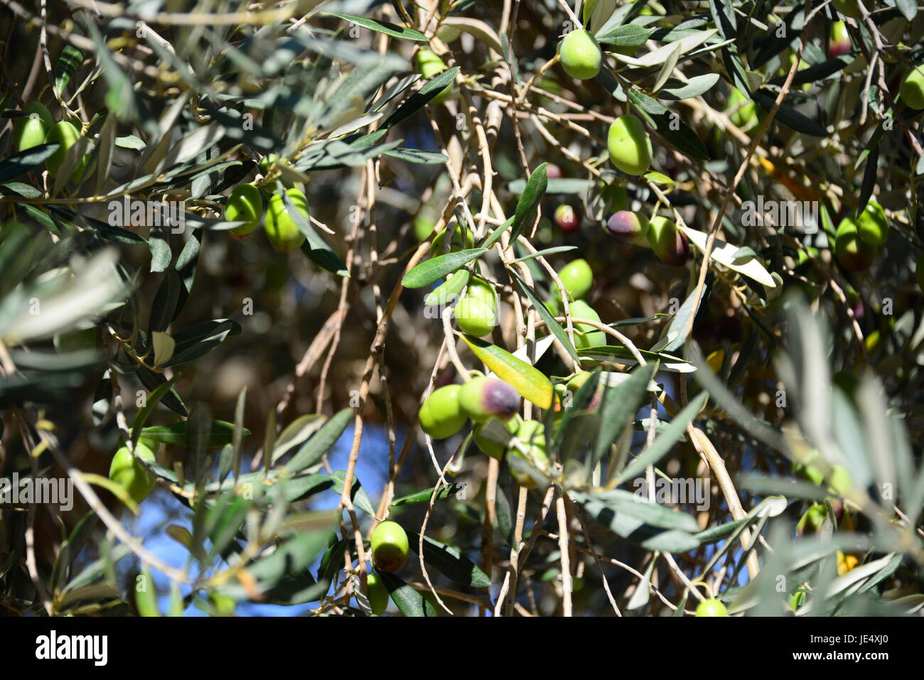olive trees in spain - mallorca Stock Photo - Alamy