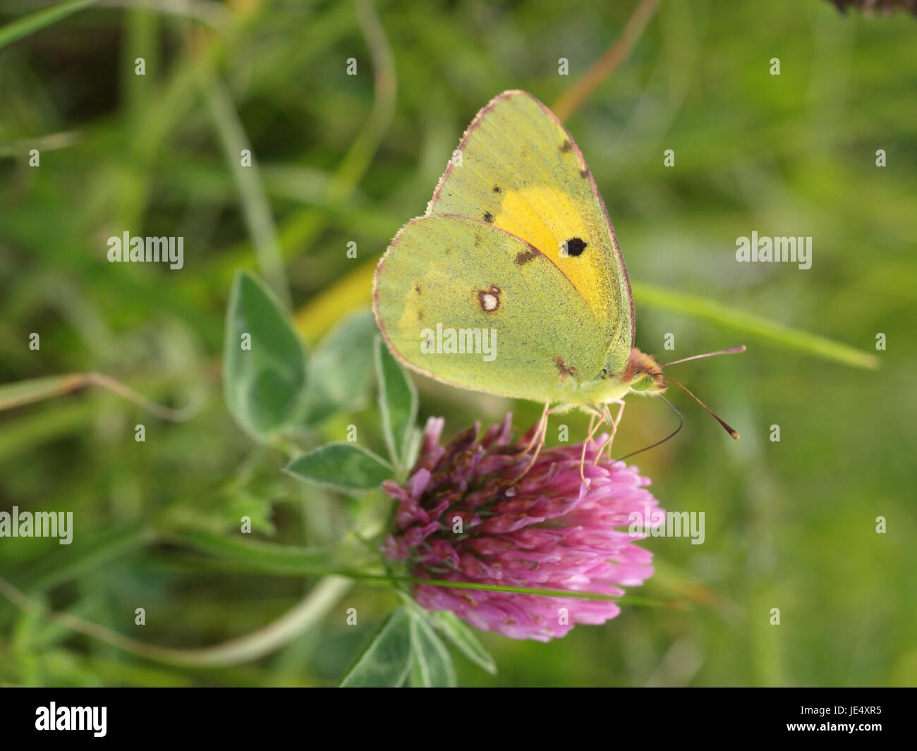 Colias alfacariensis hi-res stock photography and images - Alamy