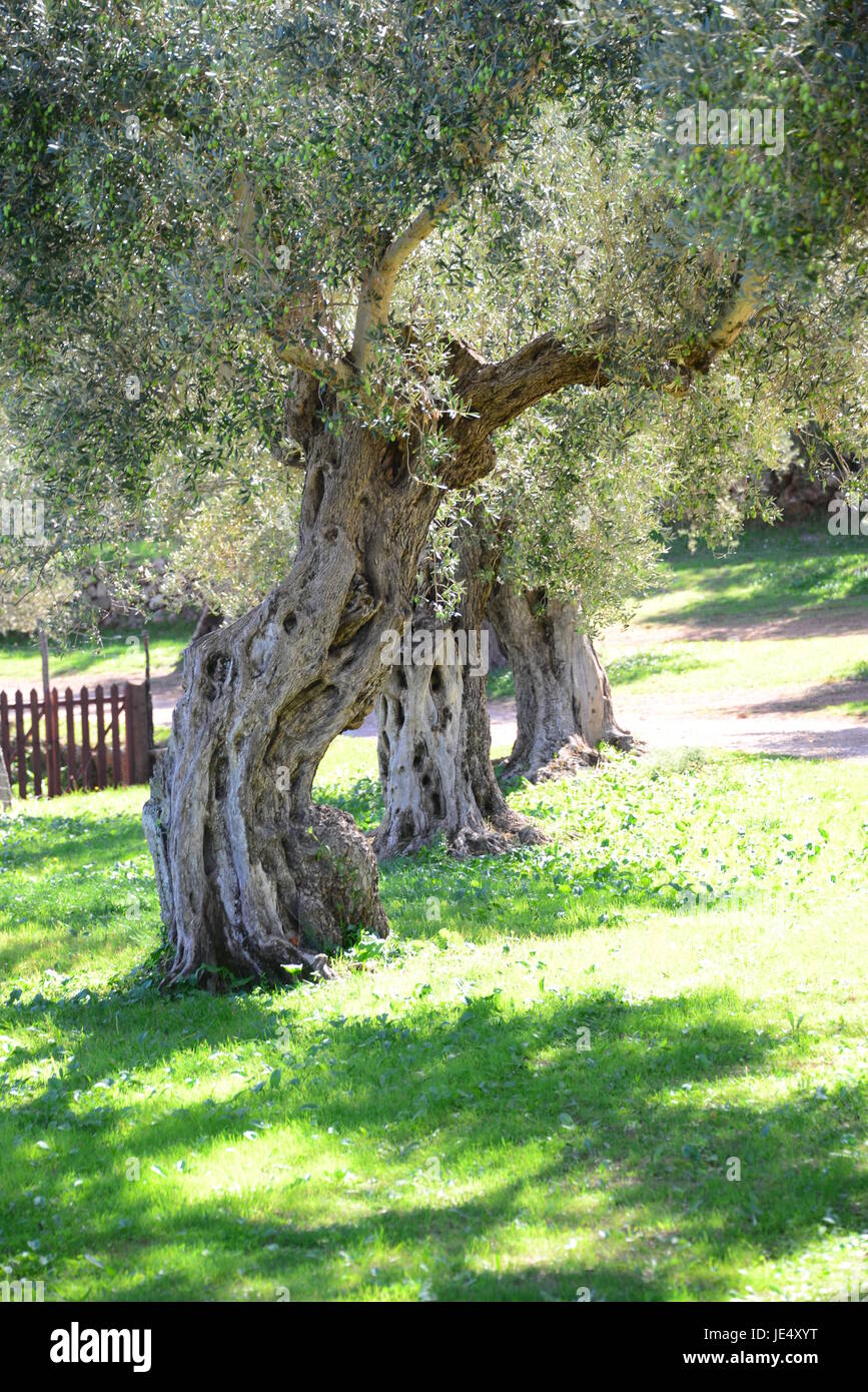 olive trees in spain - mallorca Stock Photo - Alamy