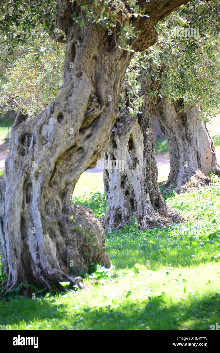 olive trees in spain - mallorca Stock Photo - Alamy