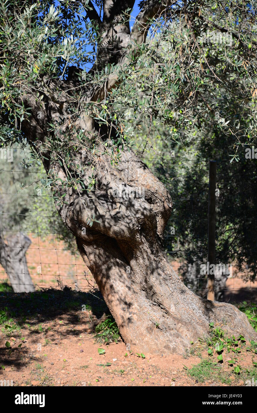 olive trees in spain - mallorca Stock Photo - Alamy