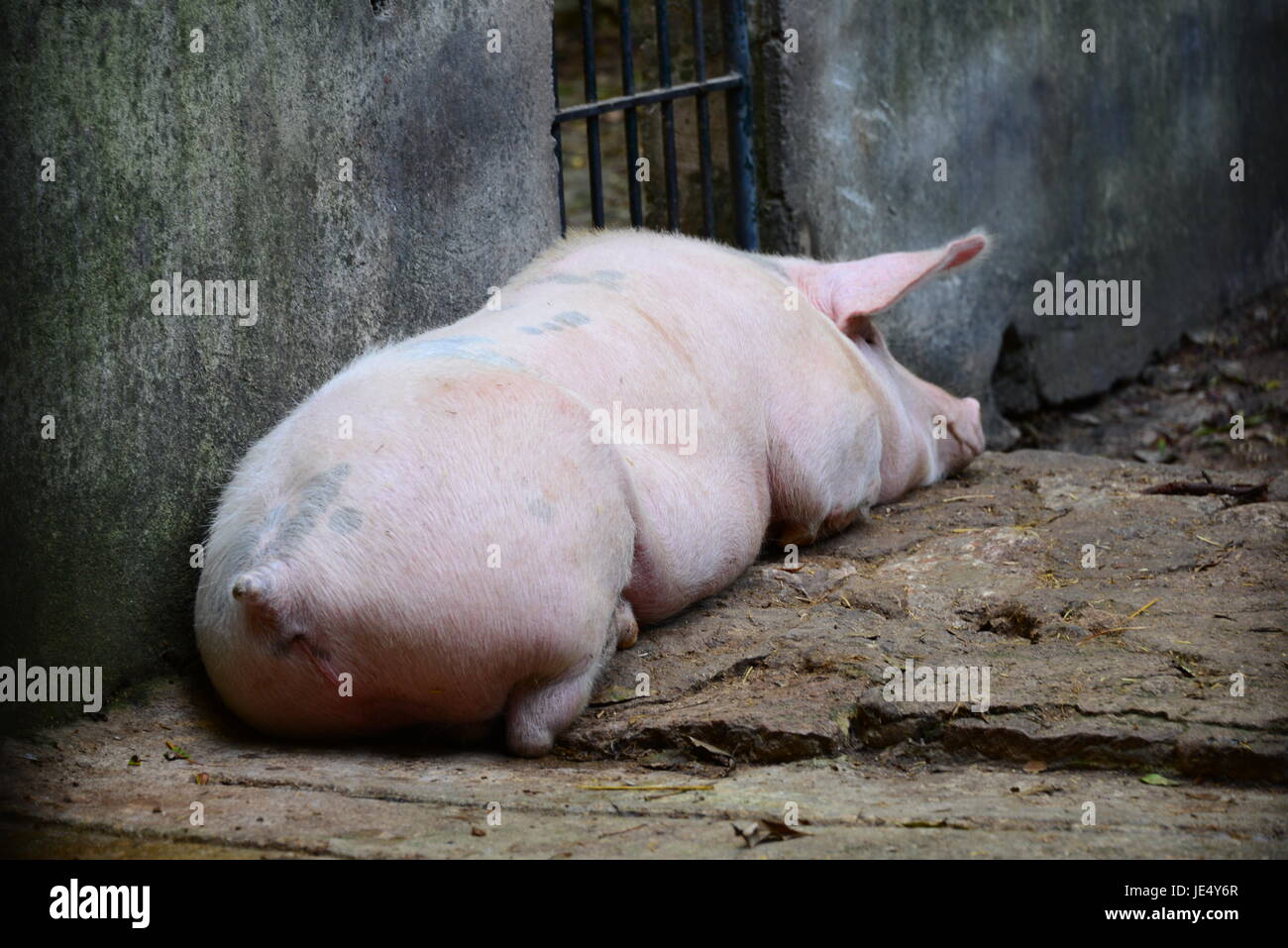 spain,la granja,farm / museum,esporles-mallorca,pig Stock Photo - Alamy