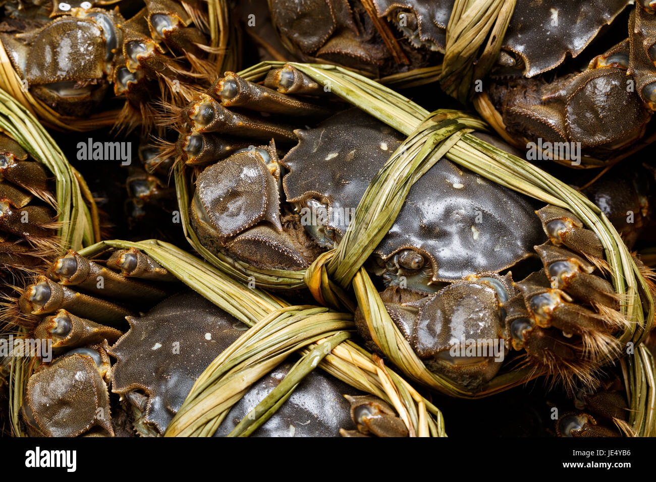 Mitten Crabs High Resolution Stock Photography and Images - Alamy