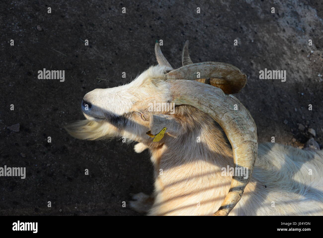 Mallorca goats hi-res stock photography and images - Alamy