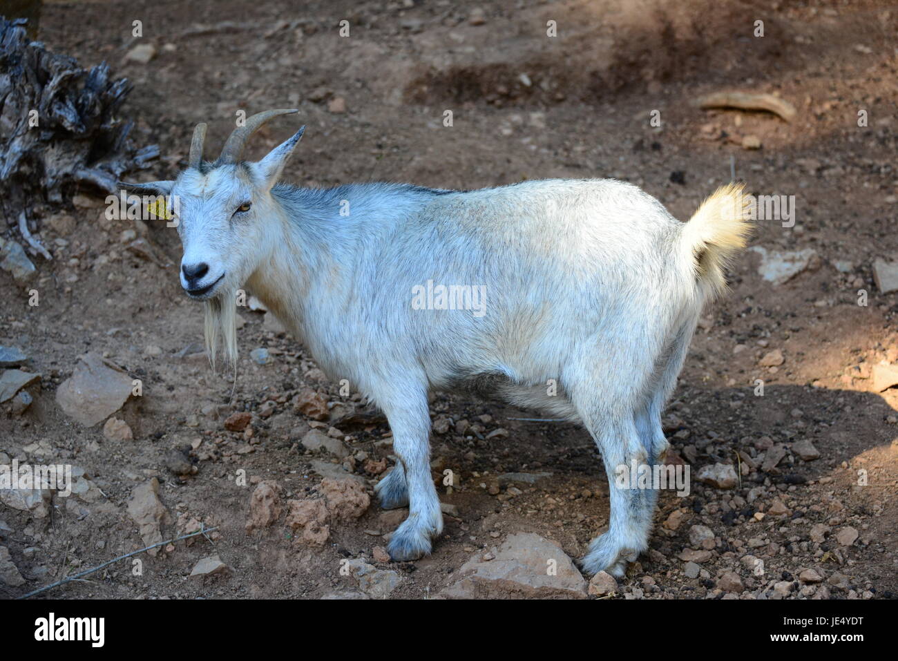 goats in mallorca - spain Stock Photo - Alamy