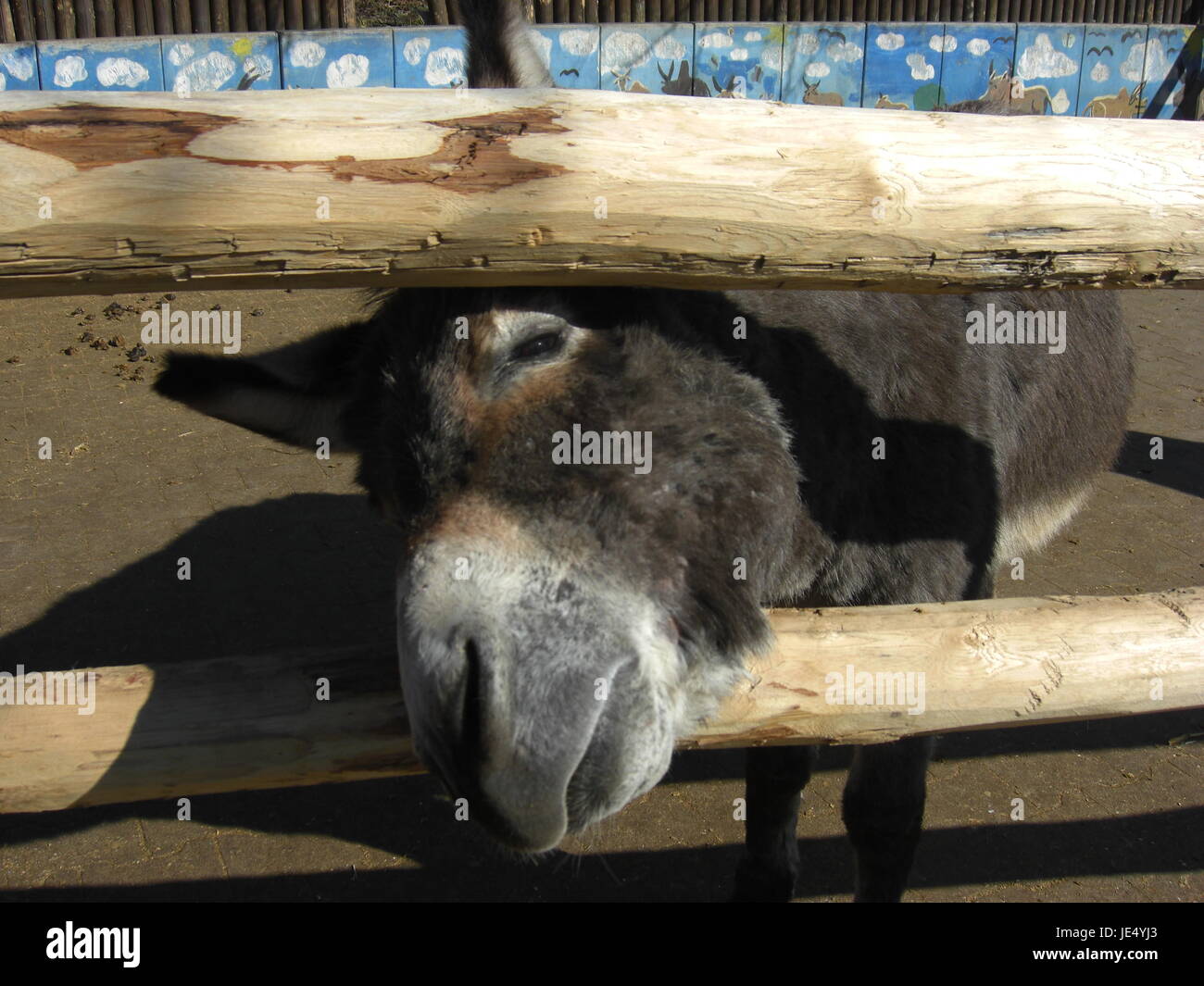 hello you donkey Stock Photo - Alamy