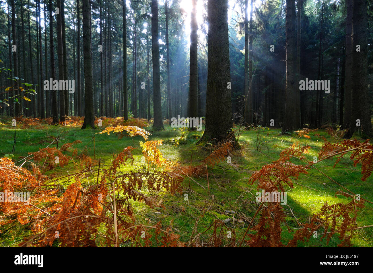 Sachsenwald hi-res stock photography and images - Alamy