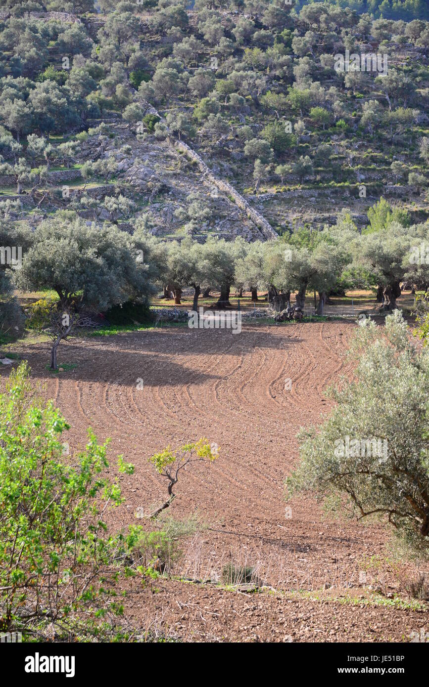 olive - olive tree - majorca - spain Stock Photo - Alamy
