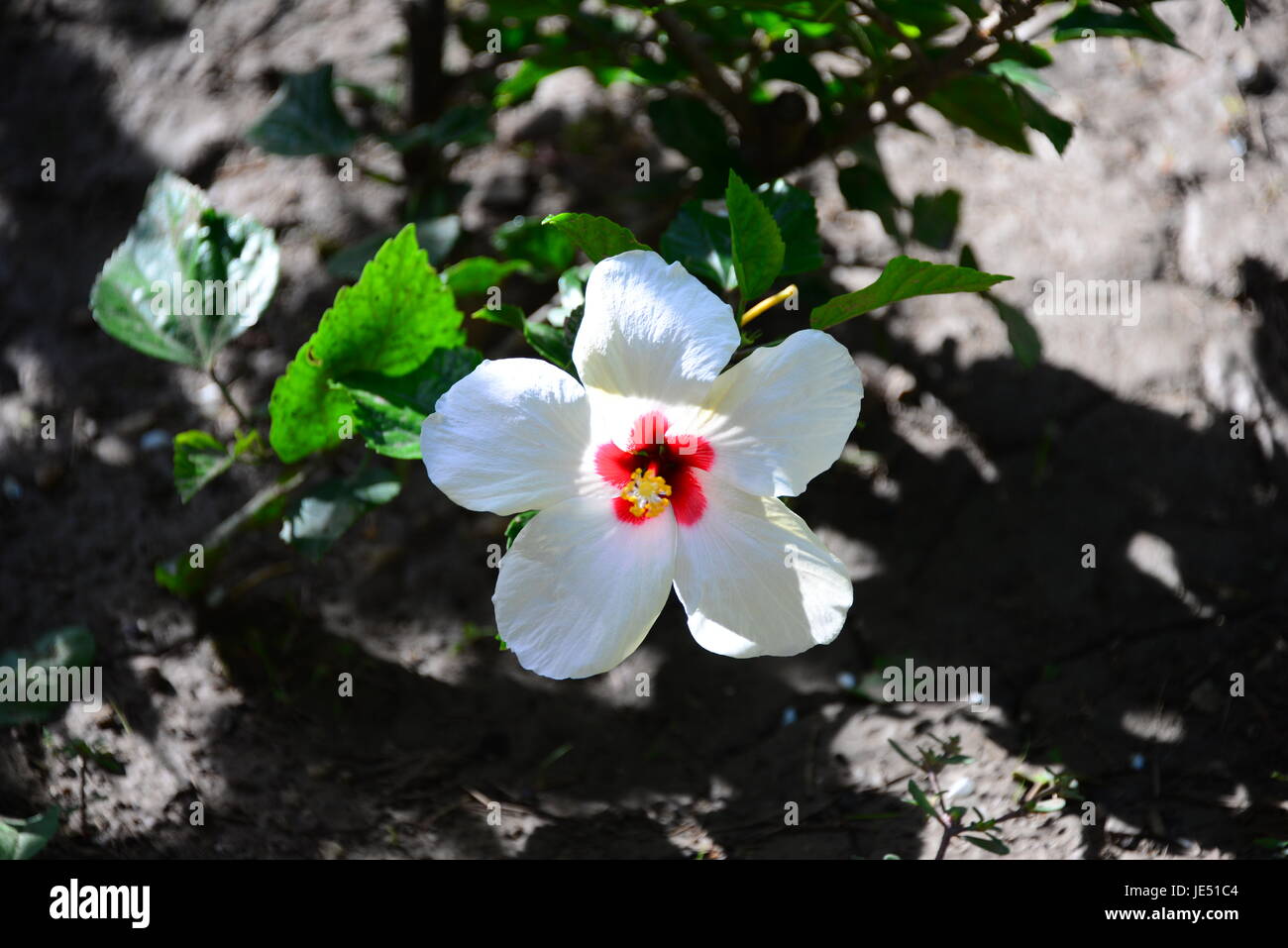 spring flowers - fresh shoots Stock Photo - Alamy
