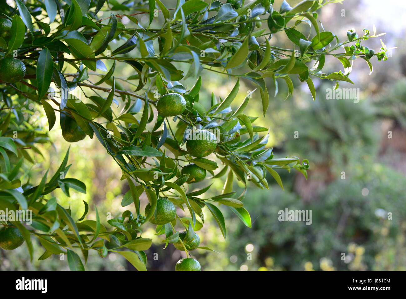 spring flowers - fresh shoots Stock Photo - Alamy