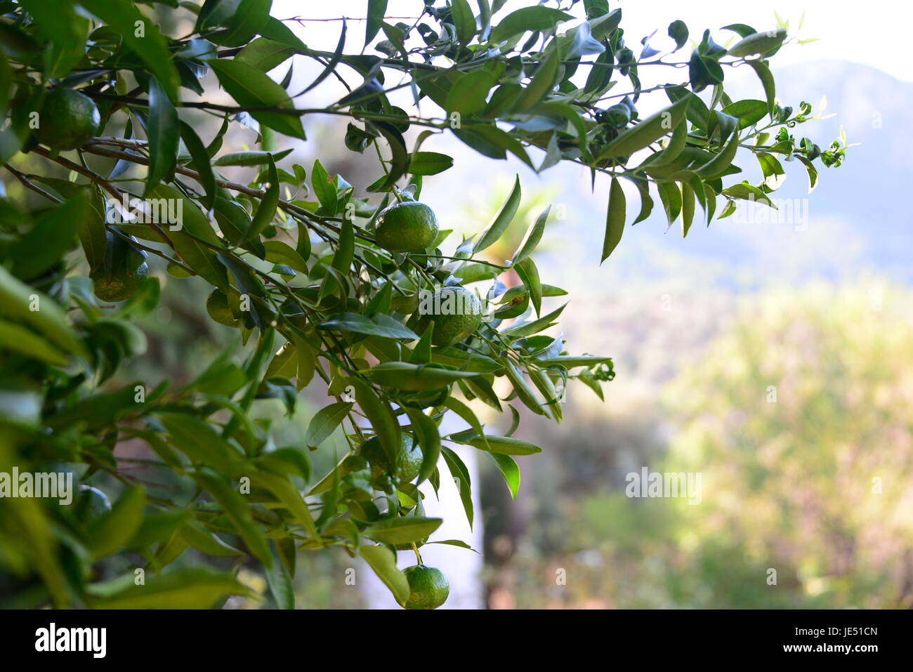 spring flowers - fresh shoots Stock Photo - Alamy