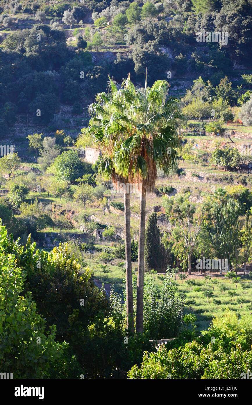 spain - date palm Stock Photo - Alamy