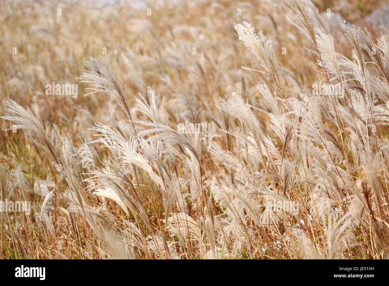 Silvergrass High Resolution Stock Photography and Images - Alamy