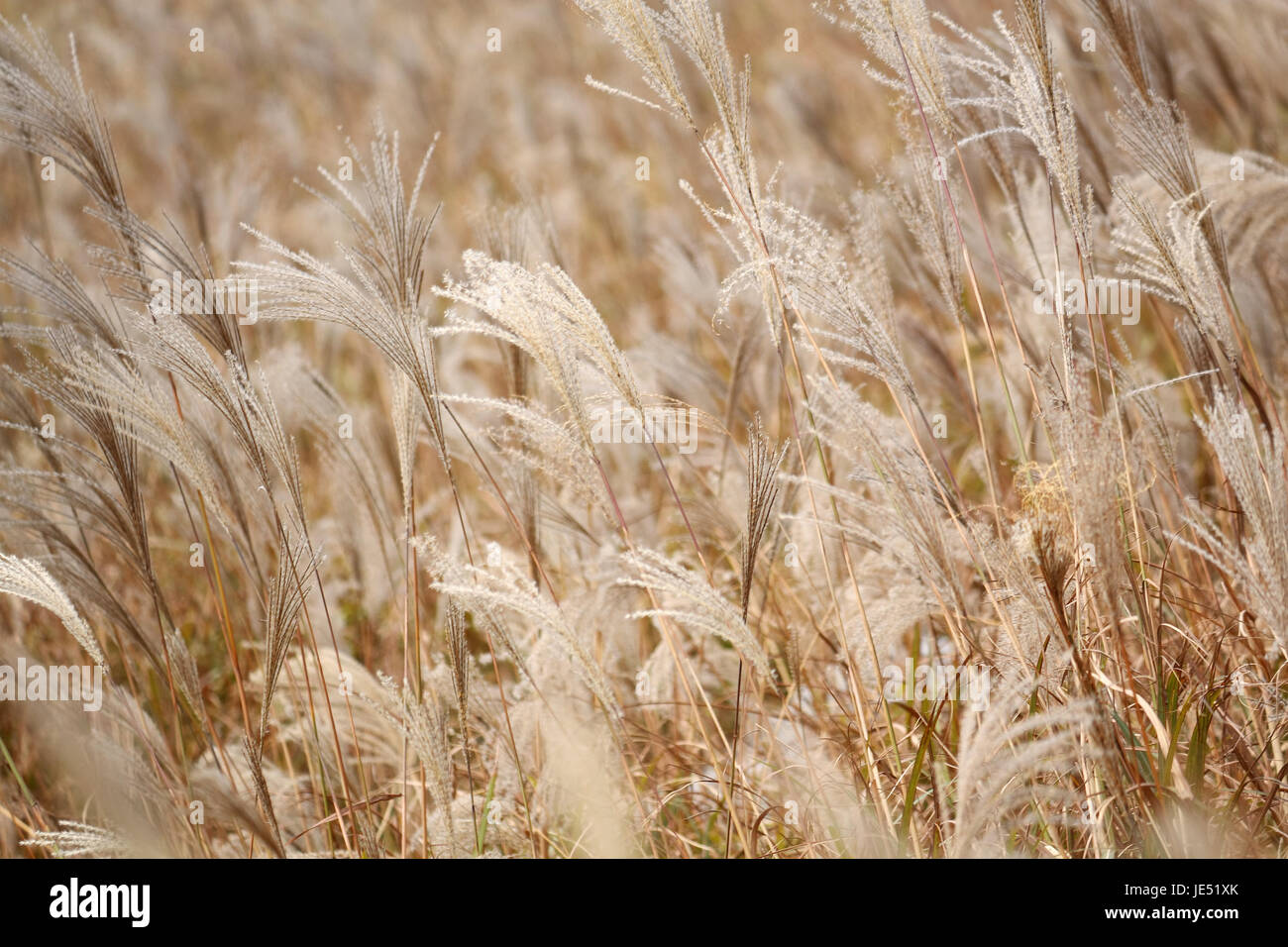 Silvergrass High Resolution Stock Photography and Images - Alamy