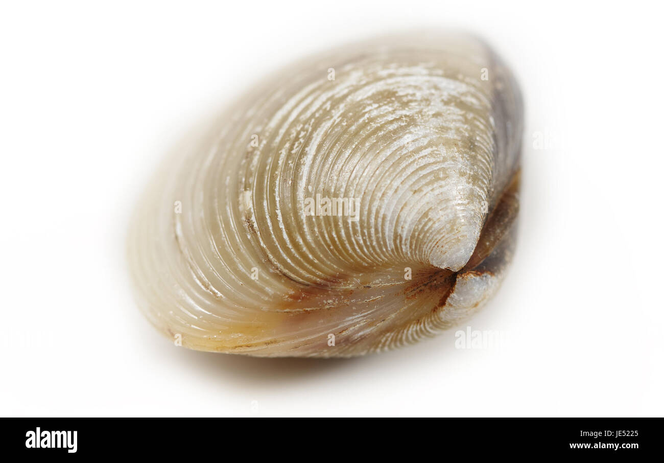 Clams detail Cut Out Stock Images & Pictures - Alamy