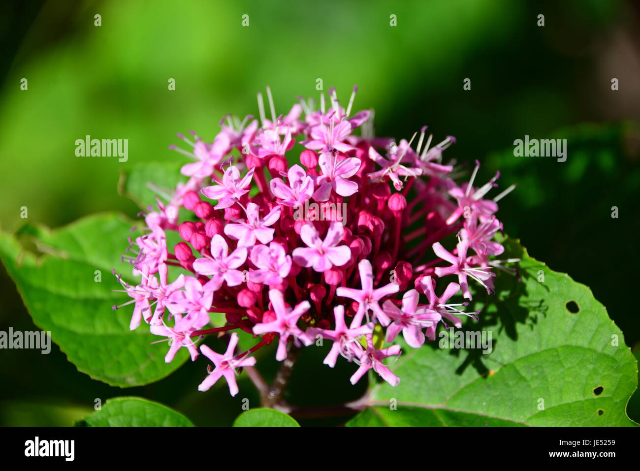 spring flowers - fresh shoots Stock Photo - Alamy